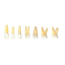 Kit Dente Endo 21 Ao 27 Radiopacos - Orais